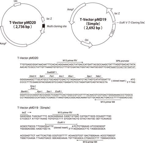 T Vector At Vectorified Com Collection Of T Vector Free For Personal Use