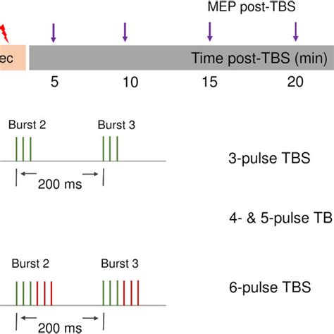 A Experimental Design Demonstrating The Effects Of Tms On Mep Signal