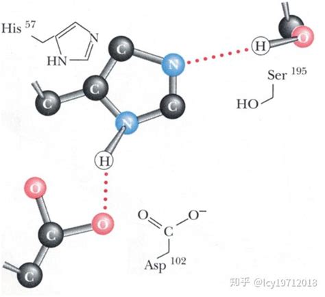 酶的催化机制（二） 知乎