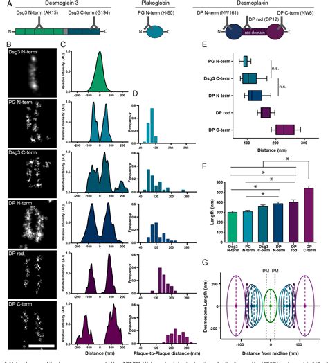 Figure 2 From Molecular Organization Of The Desmosome As Revealed By Direct Stochastic Optical