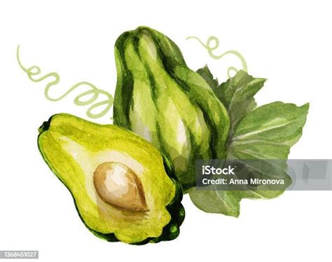 차요테 손으로 그릴 수채화 엽서 스티커 백과사전 메뉴 요리 재료에 사용할 수 있습니다 라벨 커버 프린트용 스타일 디자인 차요테에