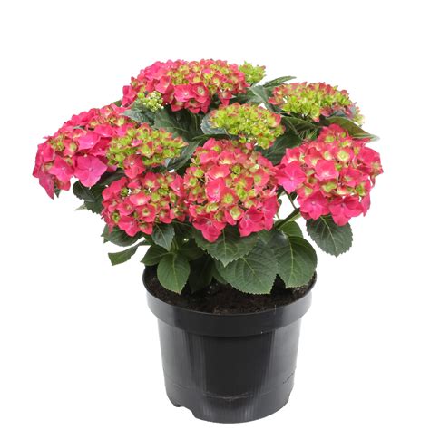 Hortensia Hydrangea Hot Red 9 Potmaat 23 Cm Stolk Potplanten