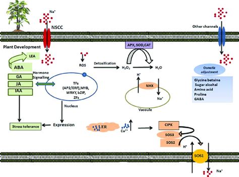 2 Schematic Representation Of Important Regulatory Signaling Networks