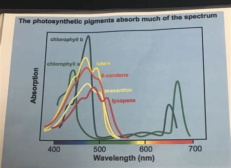 Absorption Spectrum Lab Diagram Quizlet