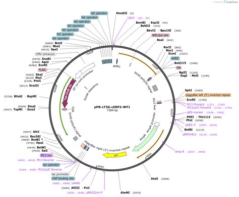 Addgene Ppb Ct3g Cerp2 Wt1