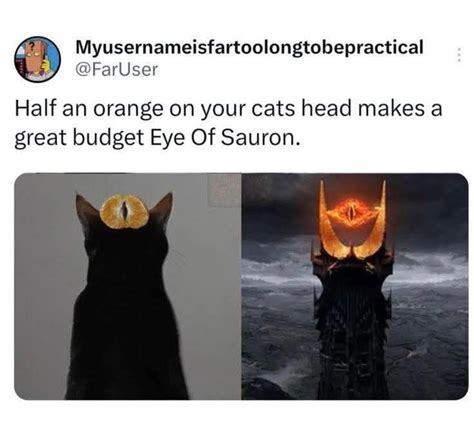 Sauron Cat And Dog Lord Of The Rings And Cats Sauron And Frodo Eye