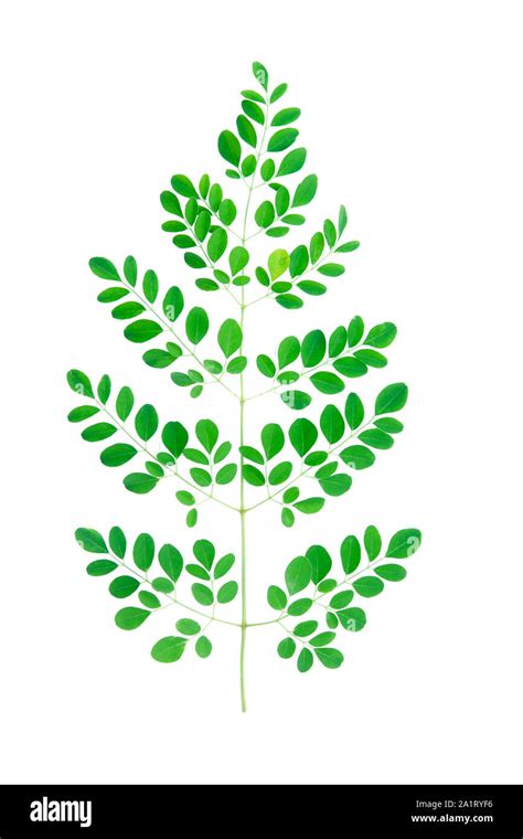 Twig With Fresh Green Leaves Isolated On White Background With Clipping