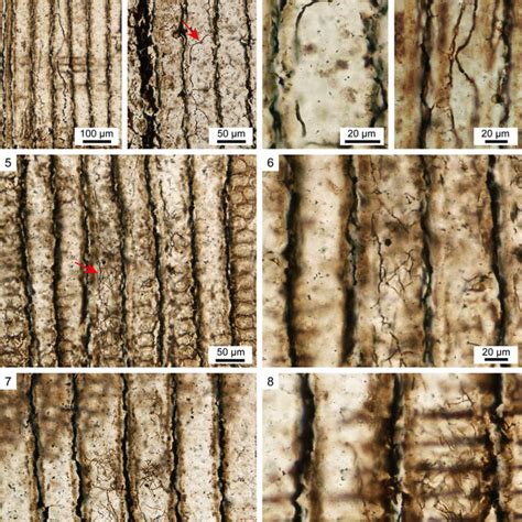 Specimen Bmt 001b Thin Section Micrographs In Radial Section Of