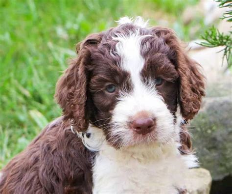 Best Seattle Springerdoodles Available — Crockett Doodles