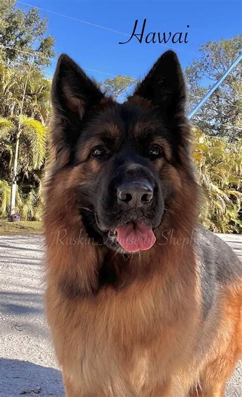 Akc Registered German Shepherd Breeders In Florida Ruskin House Of