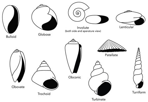 Activity Gastropod Shell Description