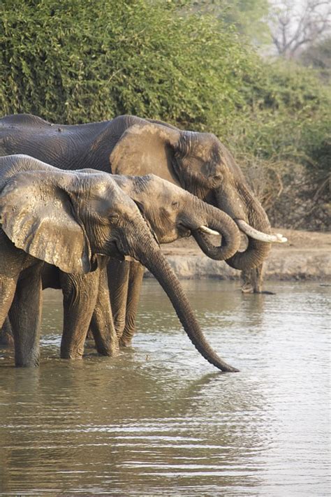 코끼리 아프리카 자연 원정 Pixabay의 무료 사진