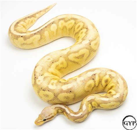 2022 Banana Pewter Ball Python Gopher Your Pet