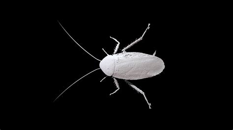 3d Smoky Brown Cockroach Ct Scan Turbosquid 1766135