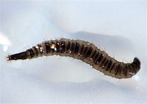 Psychodidae Larvae