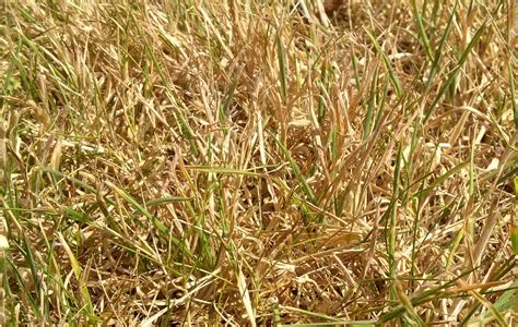 Dry Grass Home At Brenda Gilland Blog