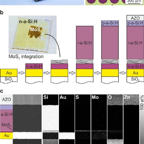 Optoelectronic Response Of Bilayer Mos2 Ws2 Junctions A Optical Image Download Scientific