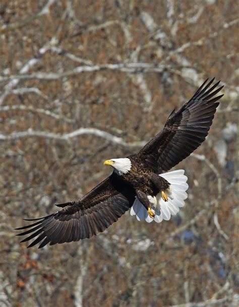 Bald Eagles Flying