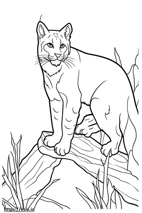 Bobcat Playing Coloring Page