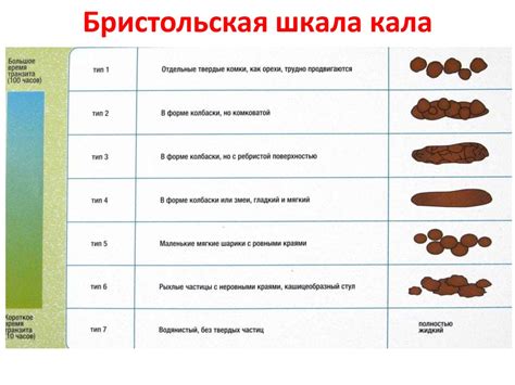 Кал - что такое фекалии и зачем они нужны?
