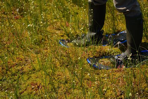 Plant Species Composition And Vegetation Structure Of Sphagnum Cultivation Sites Grobe 2023