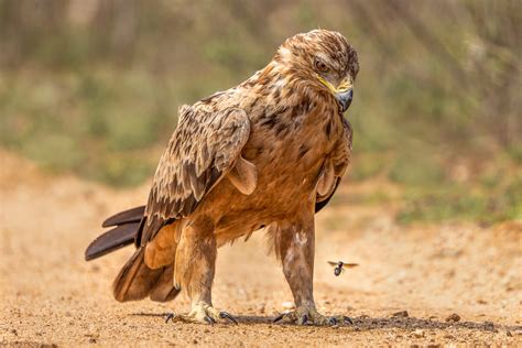 African Crowned Eagle Hunting