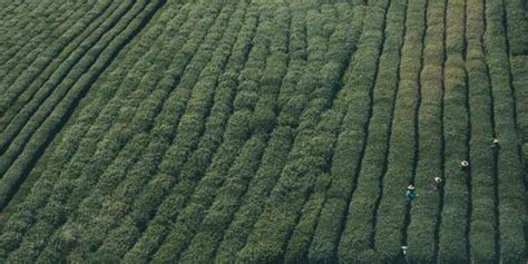 A Software Package To Simulate Daily Field Crop Canopy Photosynthesis