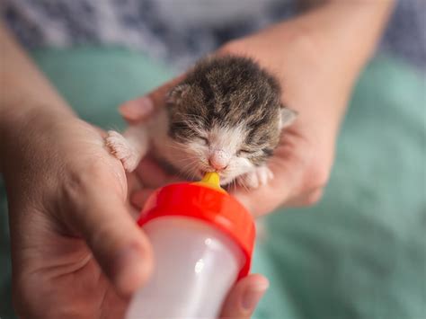 Homemade Kitten Milk Formula Recipes Ukpets