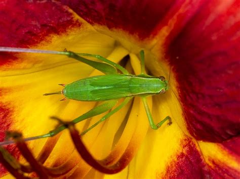Katydids Seen Rarely Heard Nightly Focus On Natives