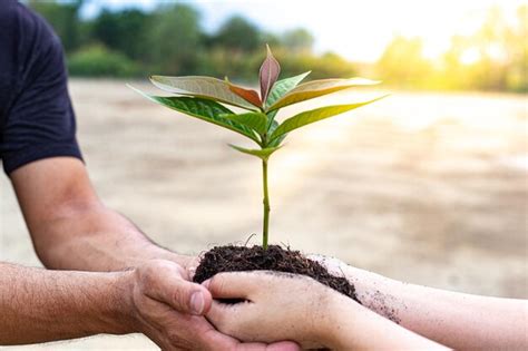 Premium Photo Young Men And Women Are Protecting Seedlings And