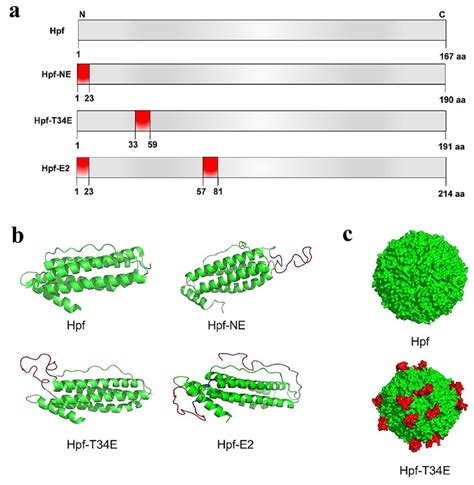 Schematic Representation And Structural Prediction Of Fnps A Download Scientific Diagram