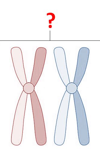 Chapter 1 Structure Of Chromosomes Flashcards Quizlet