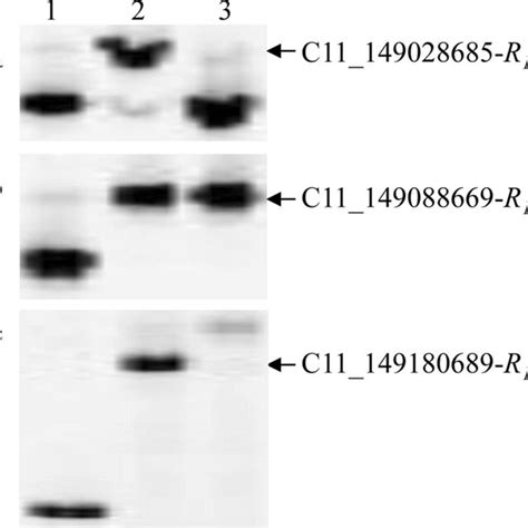 Polymerase Chain Reaction Pcr Amplification Pattern Of Download Scientific Diagram