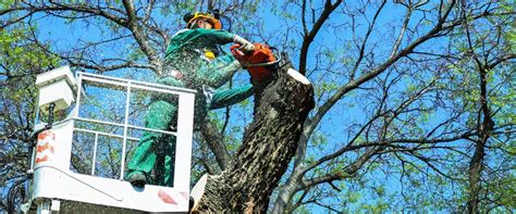 The Comprehensive Guide To Handling A Fallen Tree Emergency Viva Trees