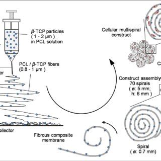 Color online Characterization of the synthesized β TCP powder a Download Scientific