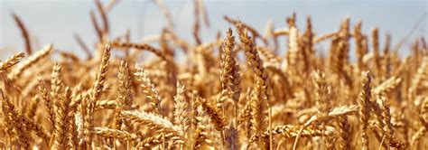 Wheat Processing Flour Bulgur And More Schule Mühlenbau Gmbh