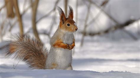 100 Winter Animal Wallpapers