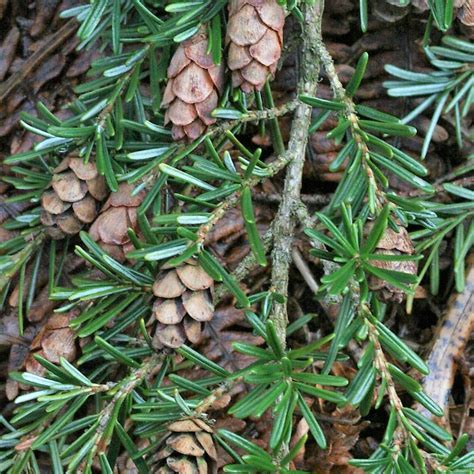 Western Hemlock Cones