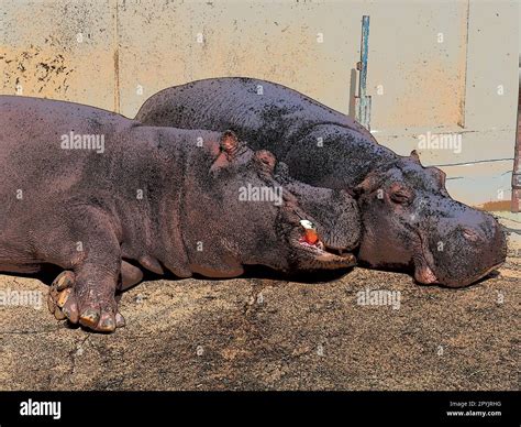 Hippos Lie And Sleep Male And Female Hippos Married Couple The