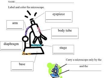 Label Microscoop Diagram Antwoorden Parts Of The Microscope Label And