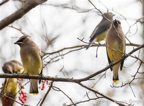 Invasion Of The Cedar Waxwings The Natural Web