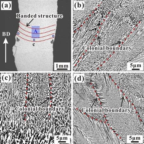 Sem Micrographs Of The Longitudinal Section Of The Az Gdalo3 Eutectic
