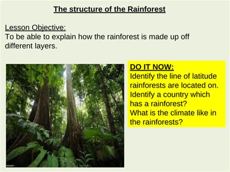 Tropical Rainforest Structure Teaching Resources