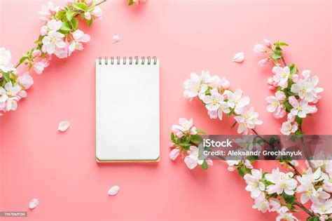 인사말 메시지에 대 한 메모장 공간 분홍색 배경에 벚꽃 개화 봄과 어머니의 날의 개념 봄의 아름 다운 섬세 한 핑크 체리 꽃 0명에 대한 스톡 사진 및 기타 이미지 Istock