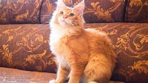 What Kind Of Cat Is Orange And Fluffy At Barbara Haslam Blog