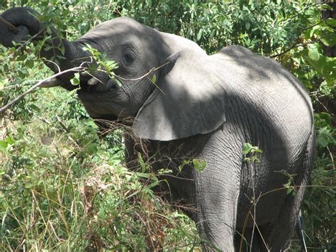 Biodiversity Conservation Climate Impact Partners Carbon Credit Store