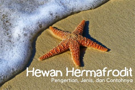 Foto Ramai Soal Kucing Hermafrodit Apa Itu Halaman 2