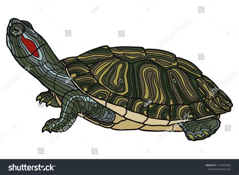 Pet Turtle Red Eared Slidertrachemys Scripta Elegans Stock Vector Royalty Free 1750362083 Pet Turtle Red Eared Slidertrachemys Scripta Elegans Stock Vector Royalty Free 1750362083