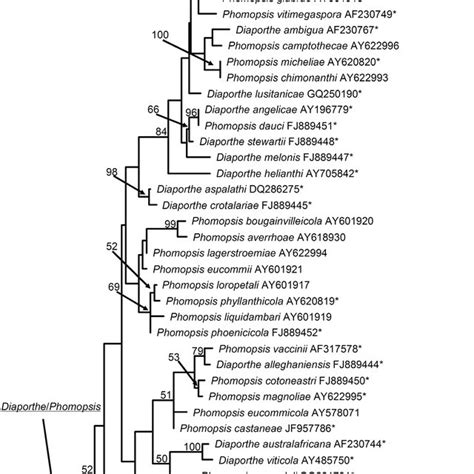Maximum Parsimony Phylogram Inferred From 28s Rdna Sequence Data