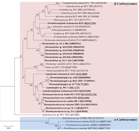 ml phylogenetic inference of rubisco large subunit protein sequences